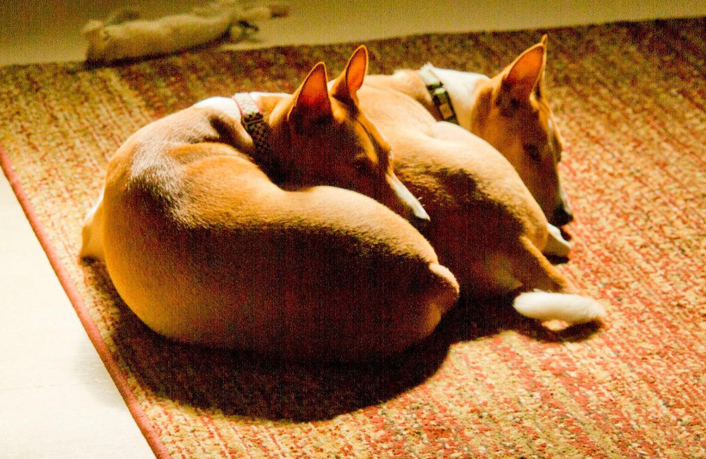 Basenji Rescue and Transport Blog: Basenjis as a Pack