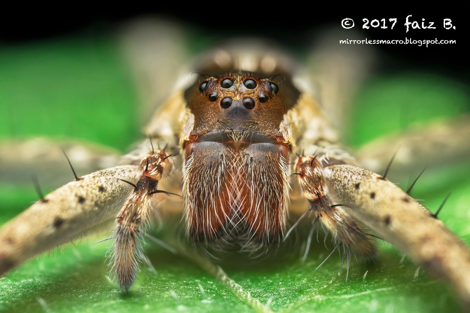 Mirrorless Macro Photography: Selection of Spiders from 2017!