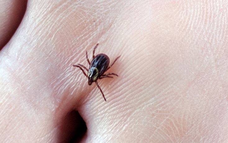 PUUK JA PUUGIINFO | PUUKBORRELIOOS | PUUKENTSEFALIIT | PUUGIVAKTSIIN