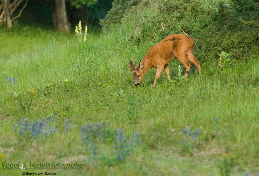 Vogel- en Natuurfotografie door Remco van Daalen: Observeren van de ...