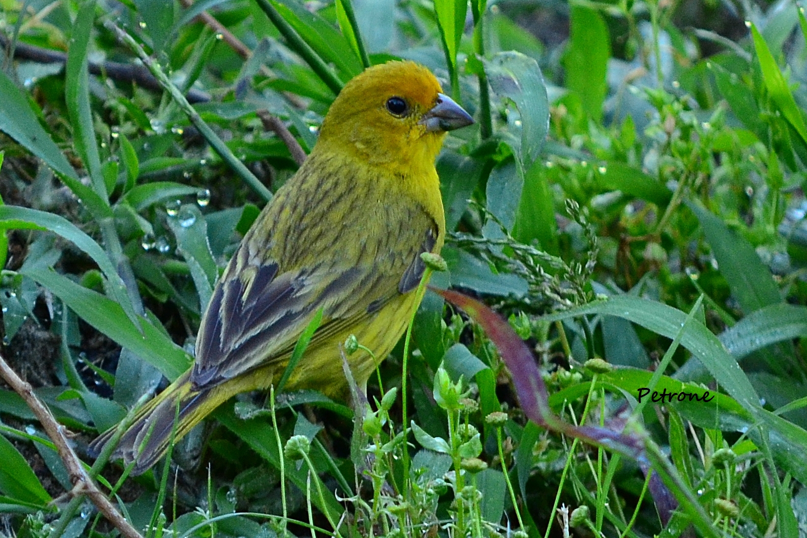 Aves de La Floresta: passeriformes amarillos