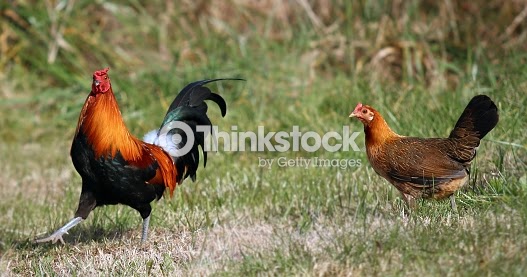 National Tea Party: The Unintended Consequences of the Hen chasing the ...