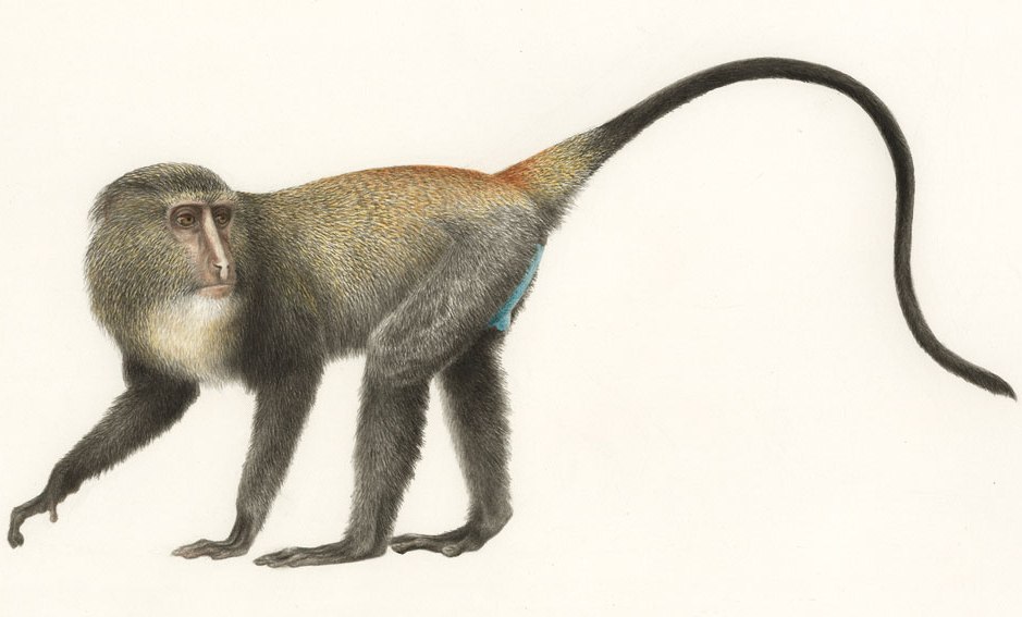 Lesula: the New Monkey from Democratic Republic of Congo