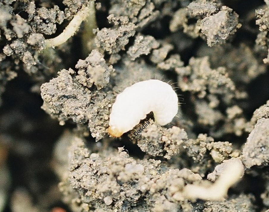 Prairie Pest Monitoring Network Blog: Pea leaf weevil