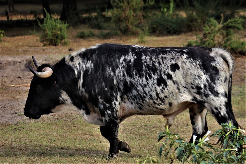 Bos taurus taurus