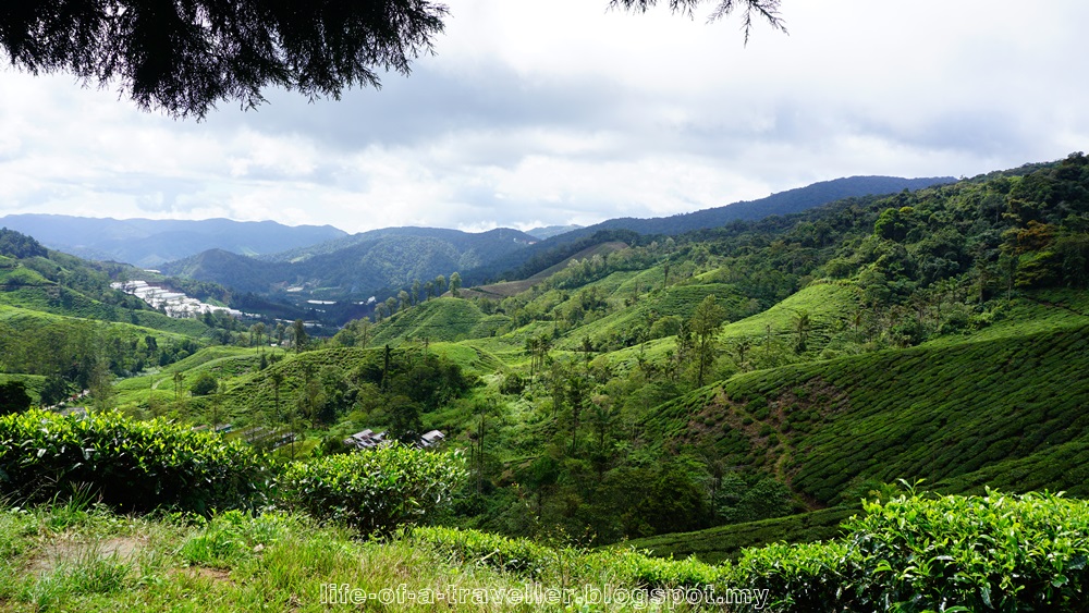 A Traveller's Note: BOH Heritage Tea Centre and Factory, Habu, Cameron ...