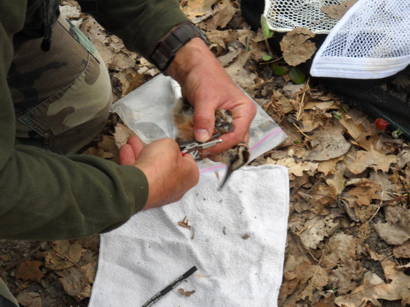 Bruno Boris Badenoff, GSP Extraordinaire: Guiding RGS Supporters on a ...