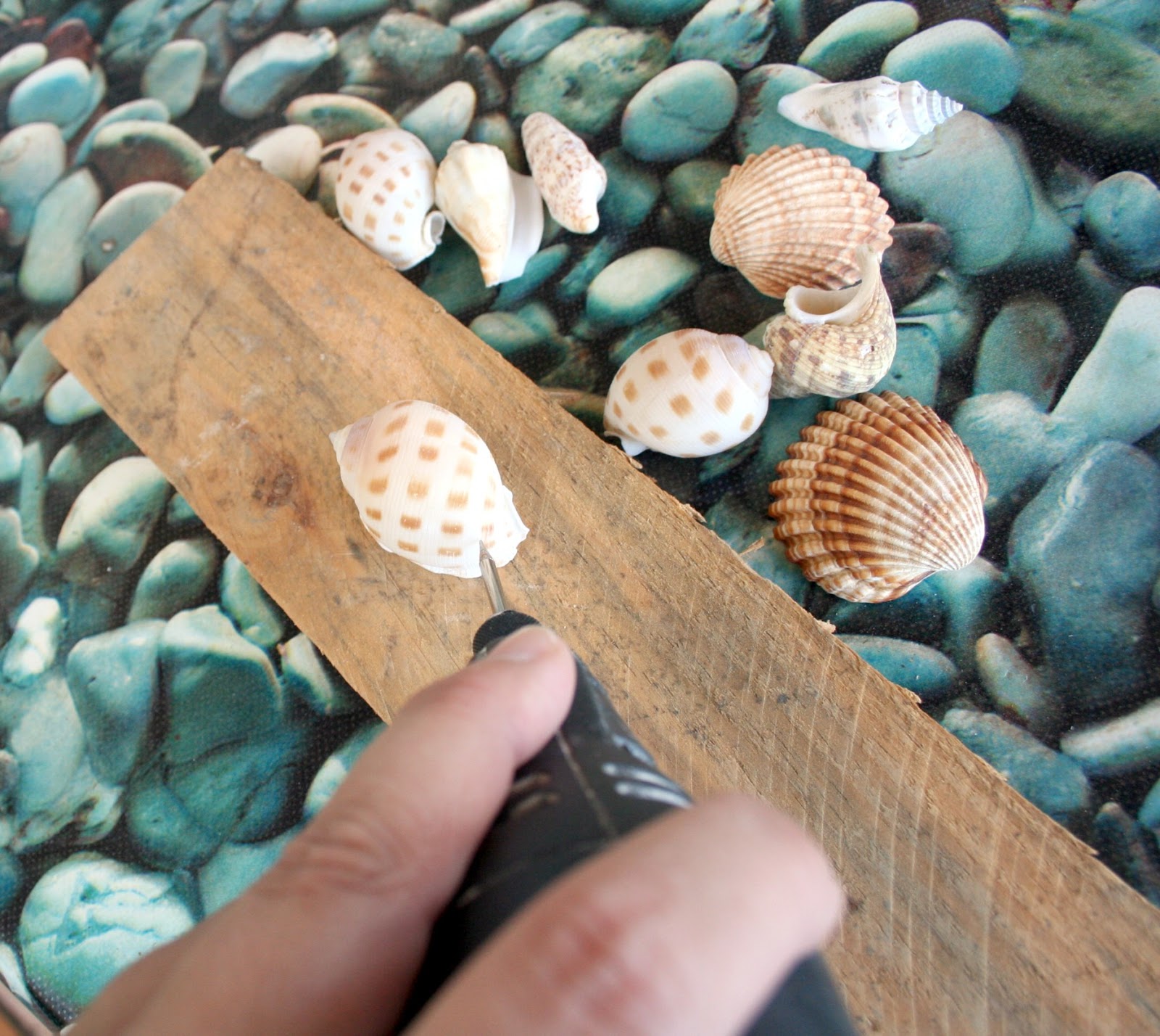 El Rincón de Tita Leti: cómo perforar conchas