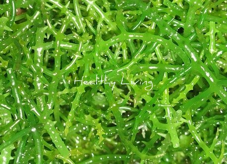 Healthy Living: Nutrition and Health Benefit of Seaweed