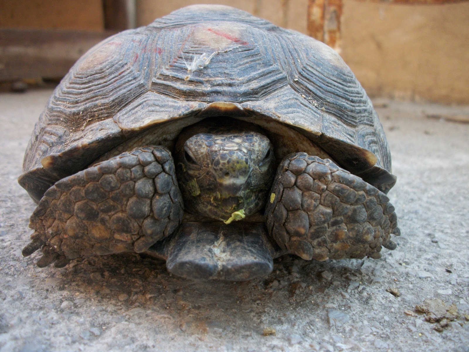 CRIADOR DE LA TORTUGA DE TIERRA,GOPEHRUS BERLANDIERI: TORTUGAS GRANDES