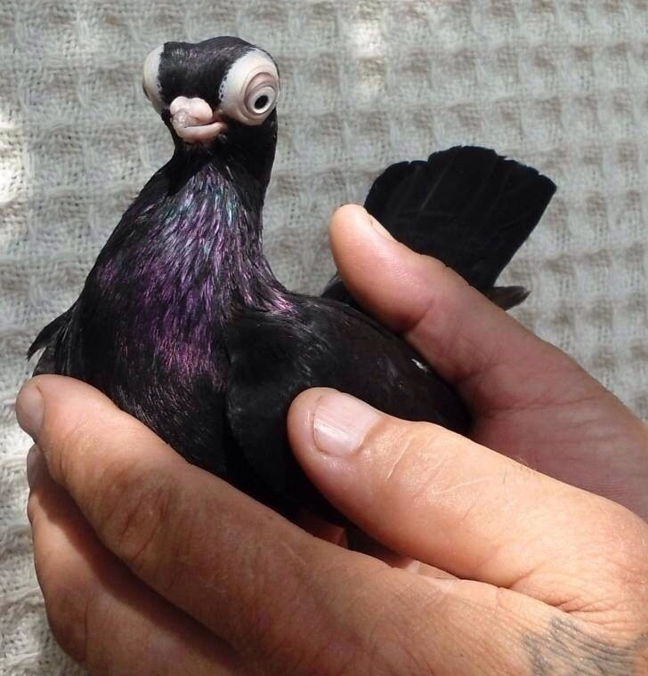 Chingum — Discover Curiosities: Budapest Short-Billed Turman - Unusual ...