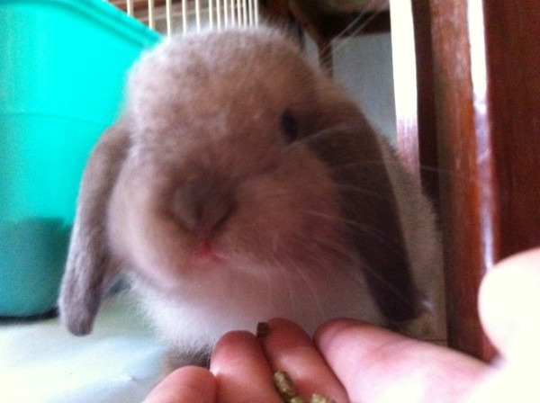 Rabbits for sale in Singapore!: (SOLD) very small, round and adorable ...