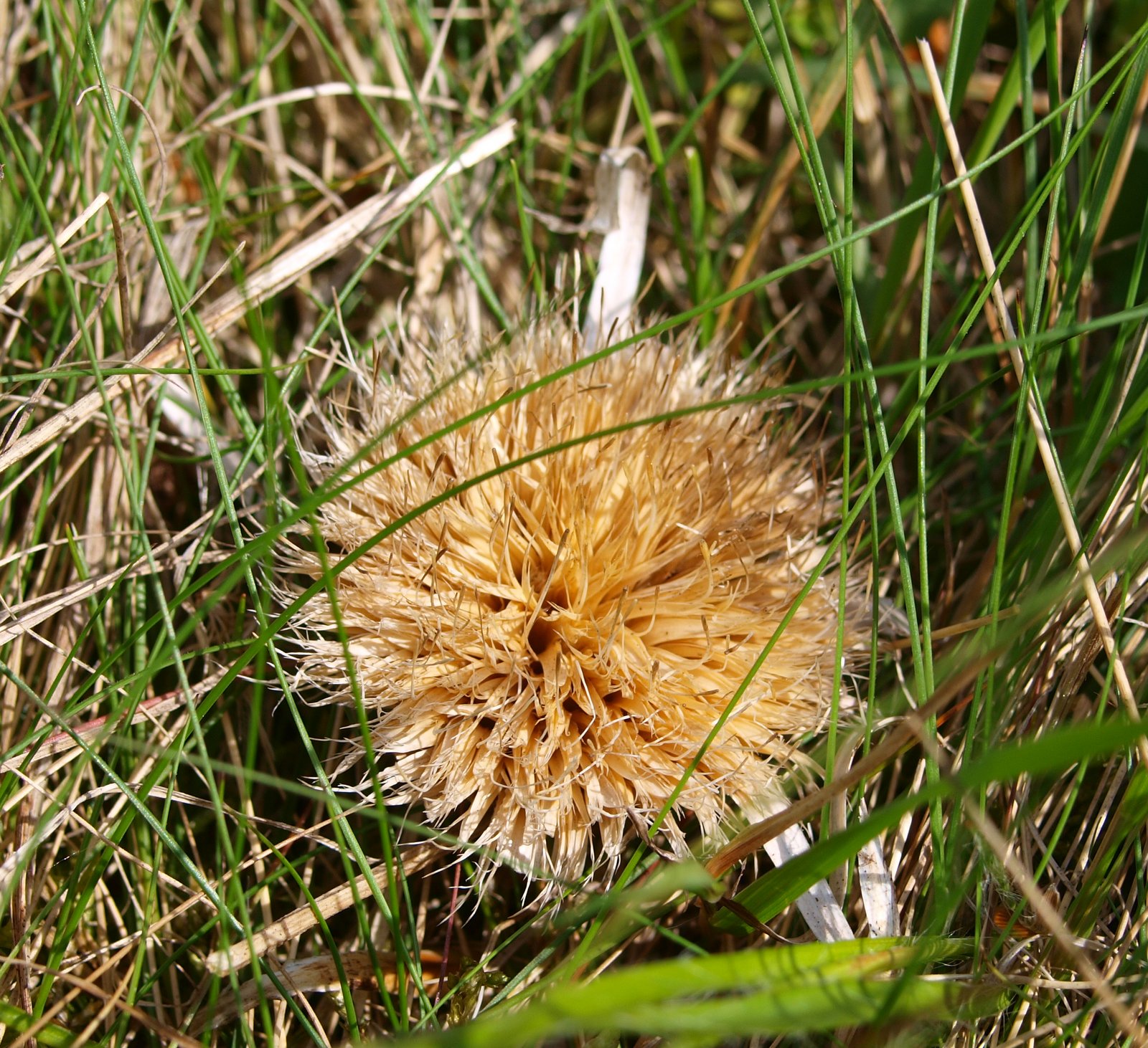 EvaMaria: Poľné kvety