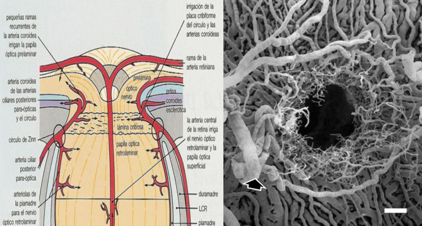 Cátedra N° 07 - Fundamento y fases del angiograma
