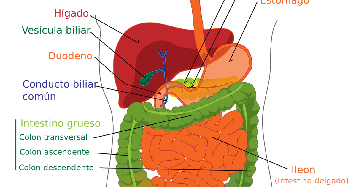 PMAR Ámbito Científico: EL APARATO DIGESTIVO
