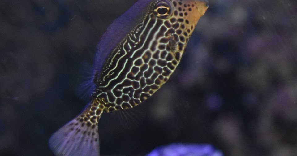 ZOOTOGRAFIANDO (6.057 ANIMALS): PEZ COFRE RETICULADO / RETICULATE BOXFISH (Ostracion solorensis)
