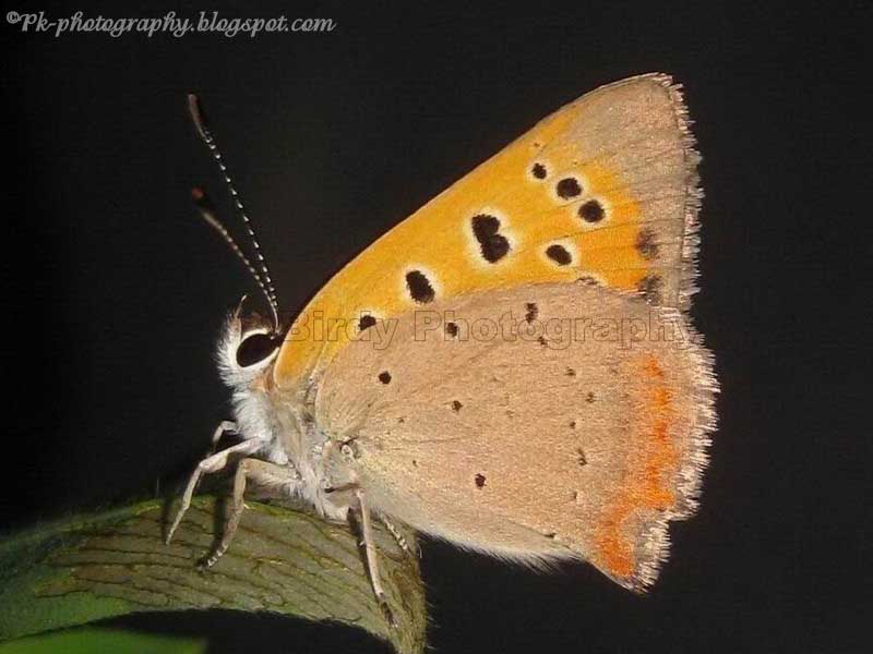 American Copper Butterfly | Nature, Cultural, and Travel Photography Blog