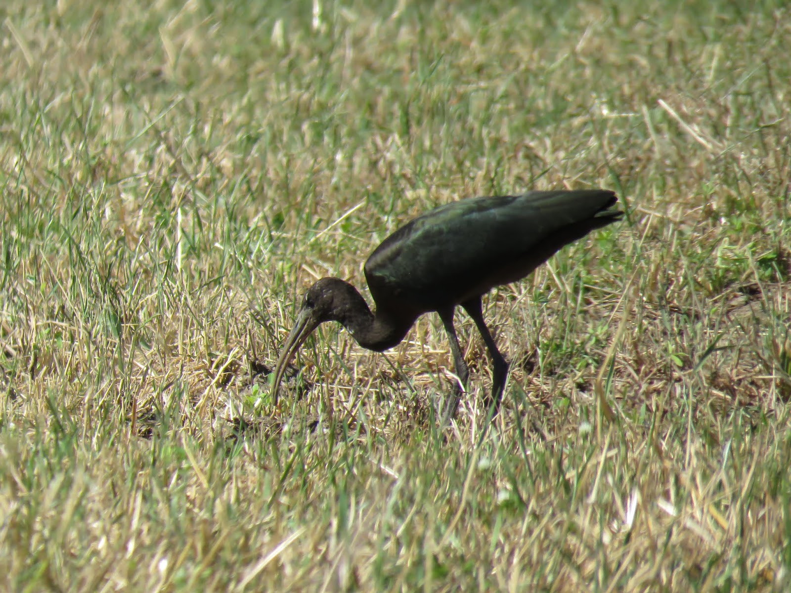 AVES DE ANDALUCÍA: Morito Común