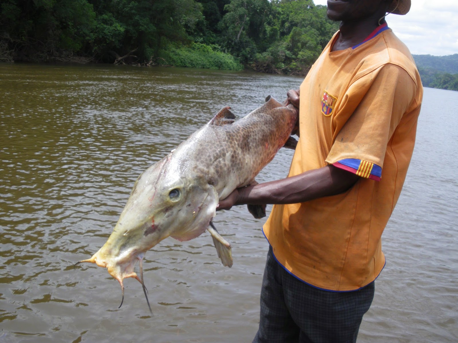 MOKELE - MBEMBE EXPEDITIONS: EXPEDITION FEVRIER 2012 - QUELQUES ...