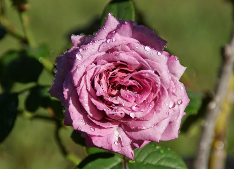 Organic Garden Dreams: October Roses