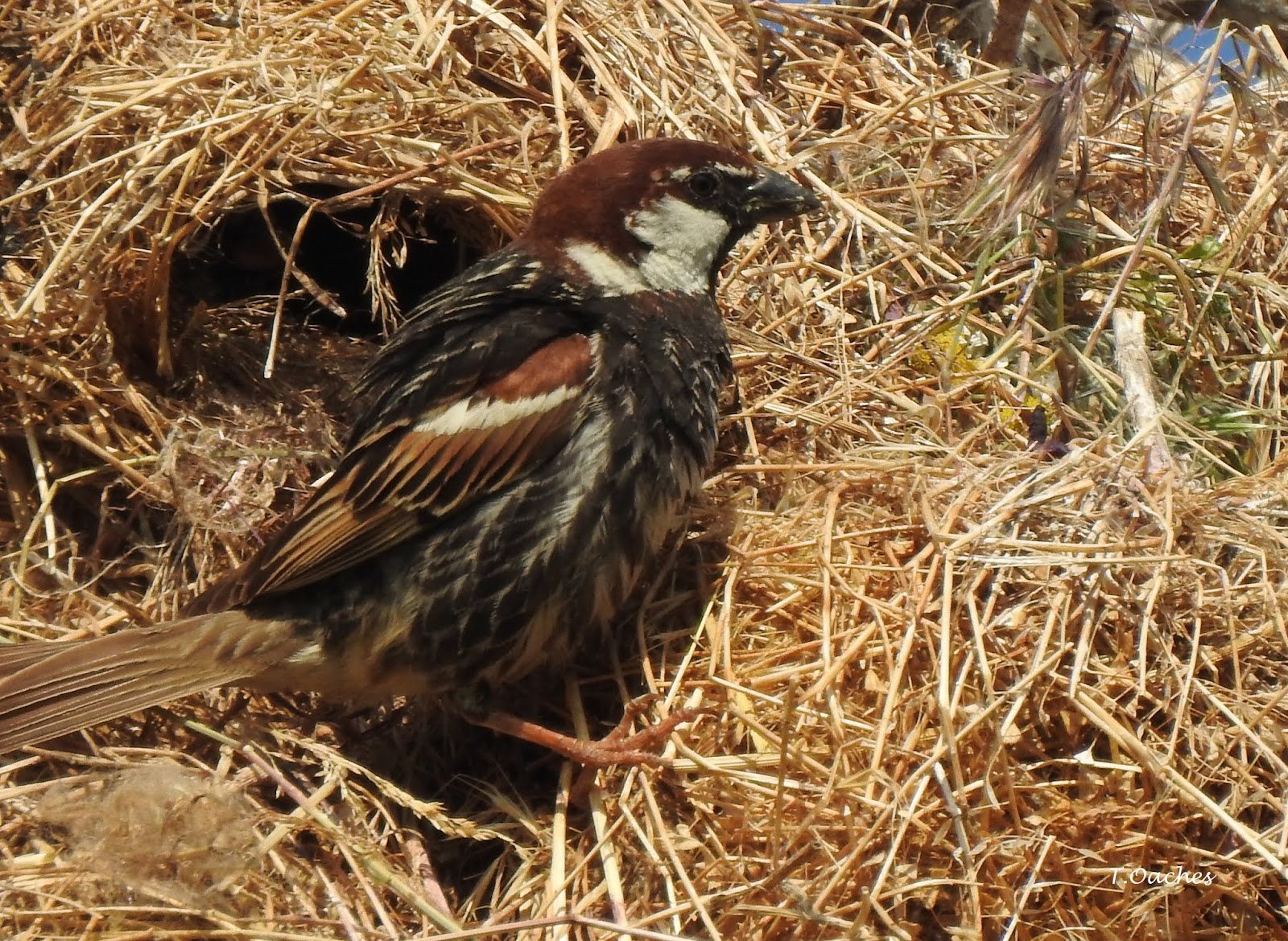 PASARI DIN ROMANIA: VRABIE NEGRICIOASA, Passer hispaniolensis