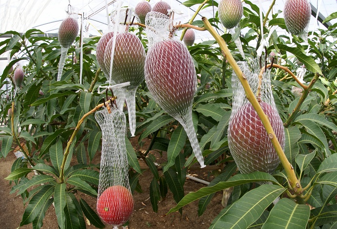 beautiful BANGLADESH from inside and outside: Most Expensive | Egg of ...