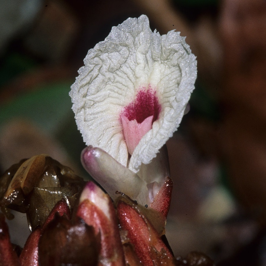 Species New to Science: [Botany • 2018] Monograph of Aframomum ...