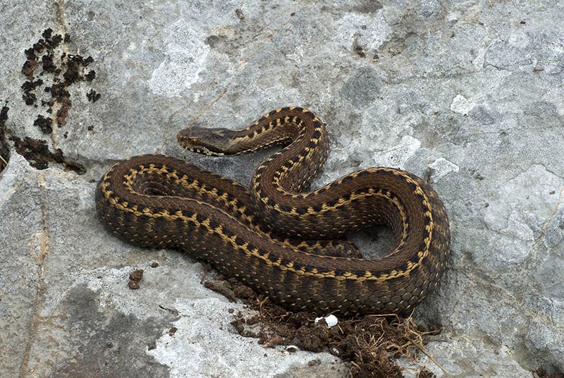 Espírito da Montanha: As víboras no Parque Nacional Peneda-Gerês