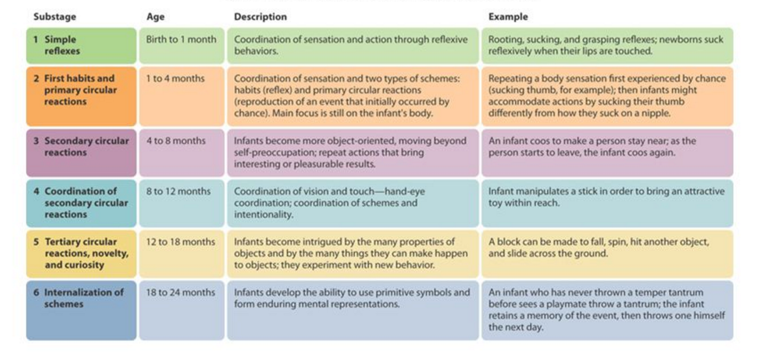Four Main Stages Of Jean Piaget | immigrant.com.tw