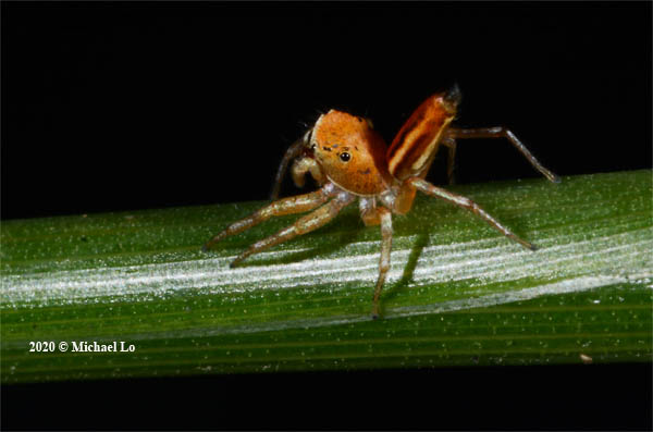 The rainforests of Borneo & Southeast Asia: Tangerine Garden Jumper ...