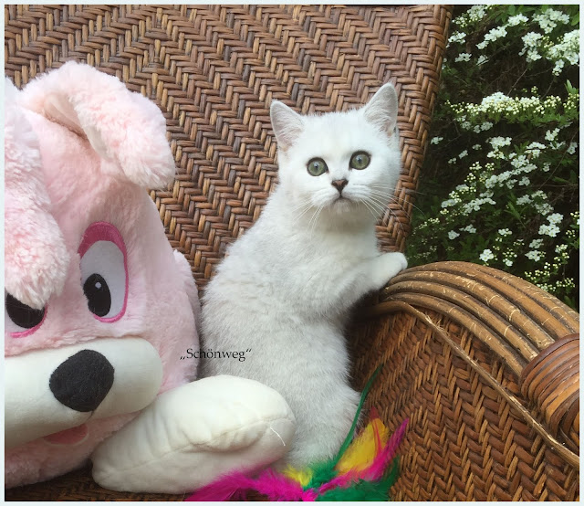 Schoenweg Chinchilla Cats Cattery