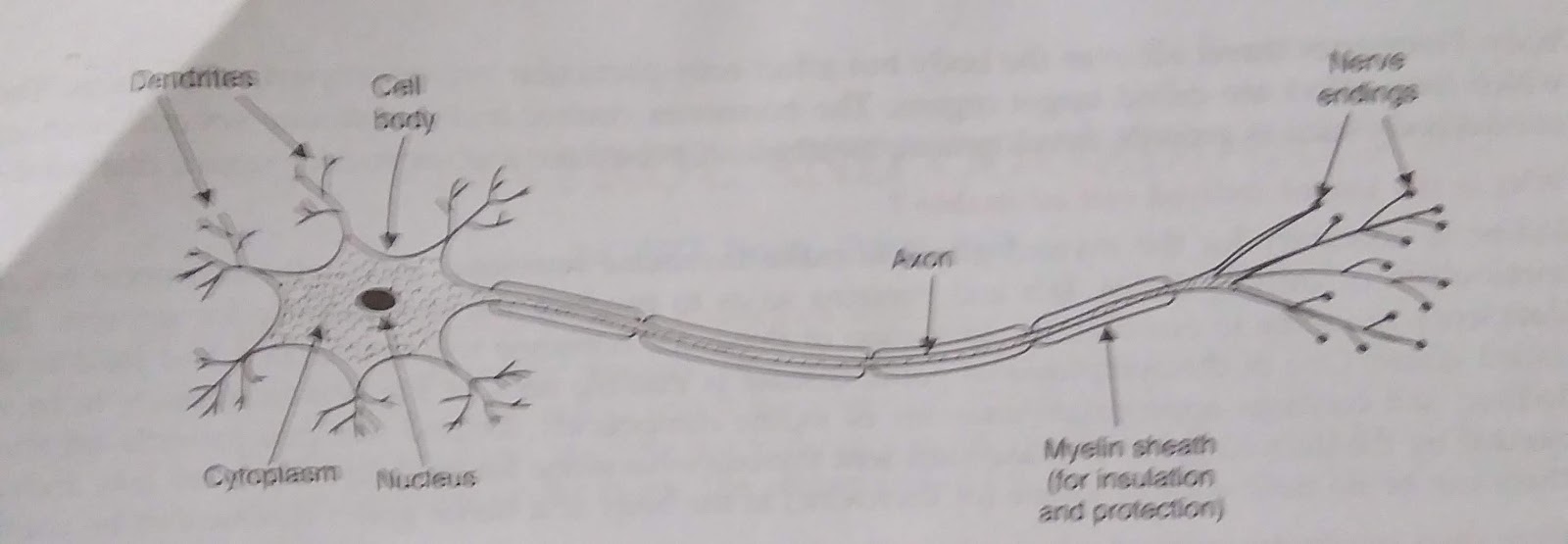 NCERT Book Control and Coordination Solution || Class 10