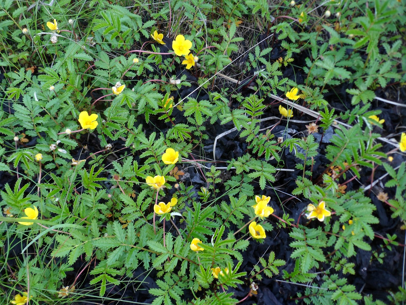 Newfoundland and Labrador trip: Rigolet, Labrador