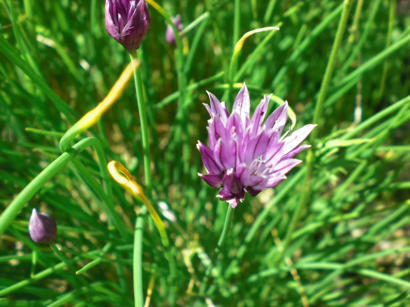 Perfumes y luces de Extremadura: Cebollino silvestre, Alium Schoenoprasum.