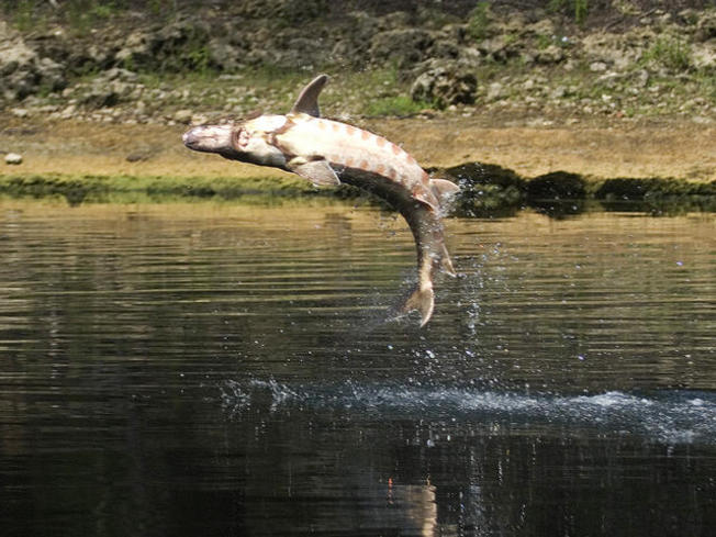 A View from the Beach: James River Sturgeon Surge