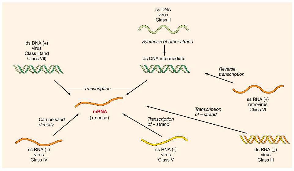 Evolution of virus- Is it fitting right?