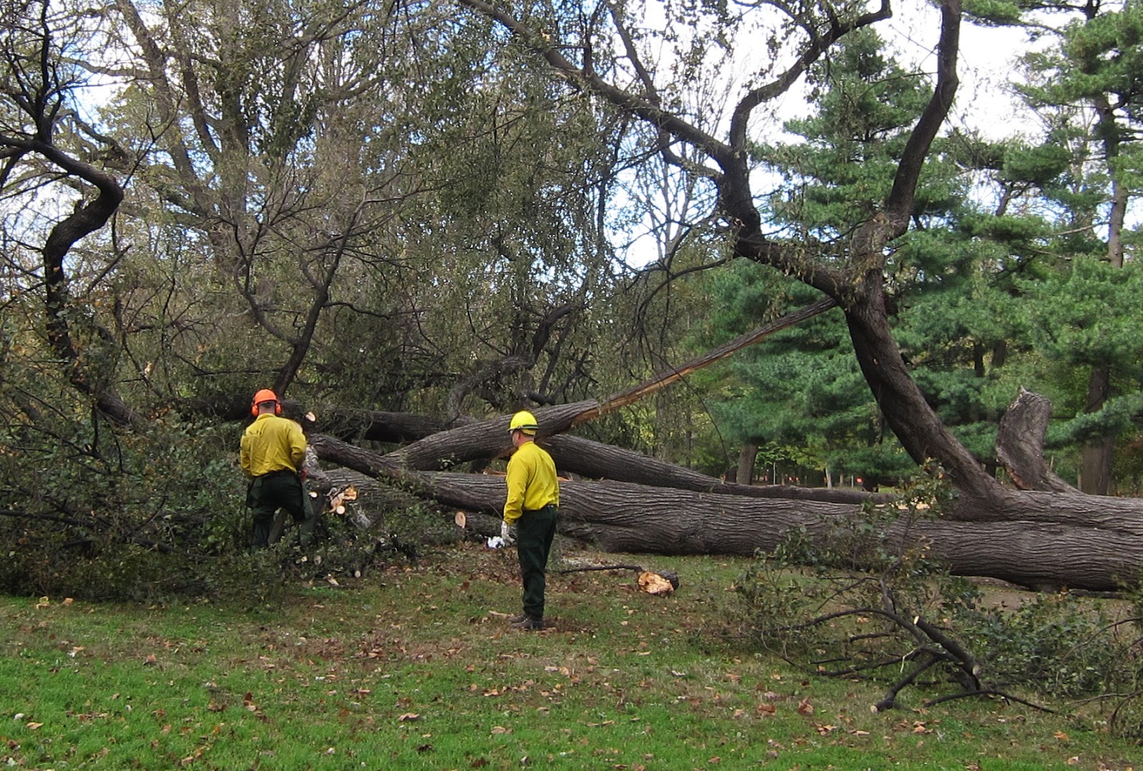 66 Square Feet (Plus): The US Forestry Service