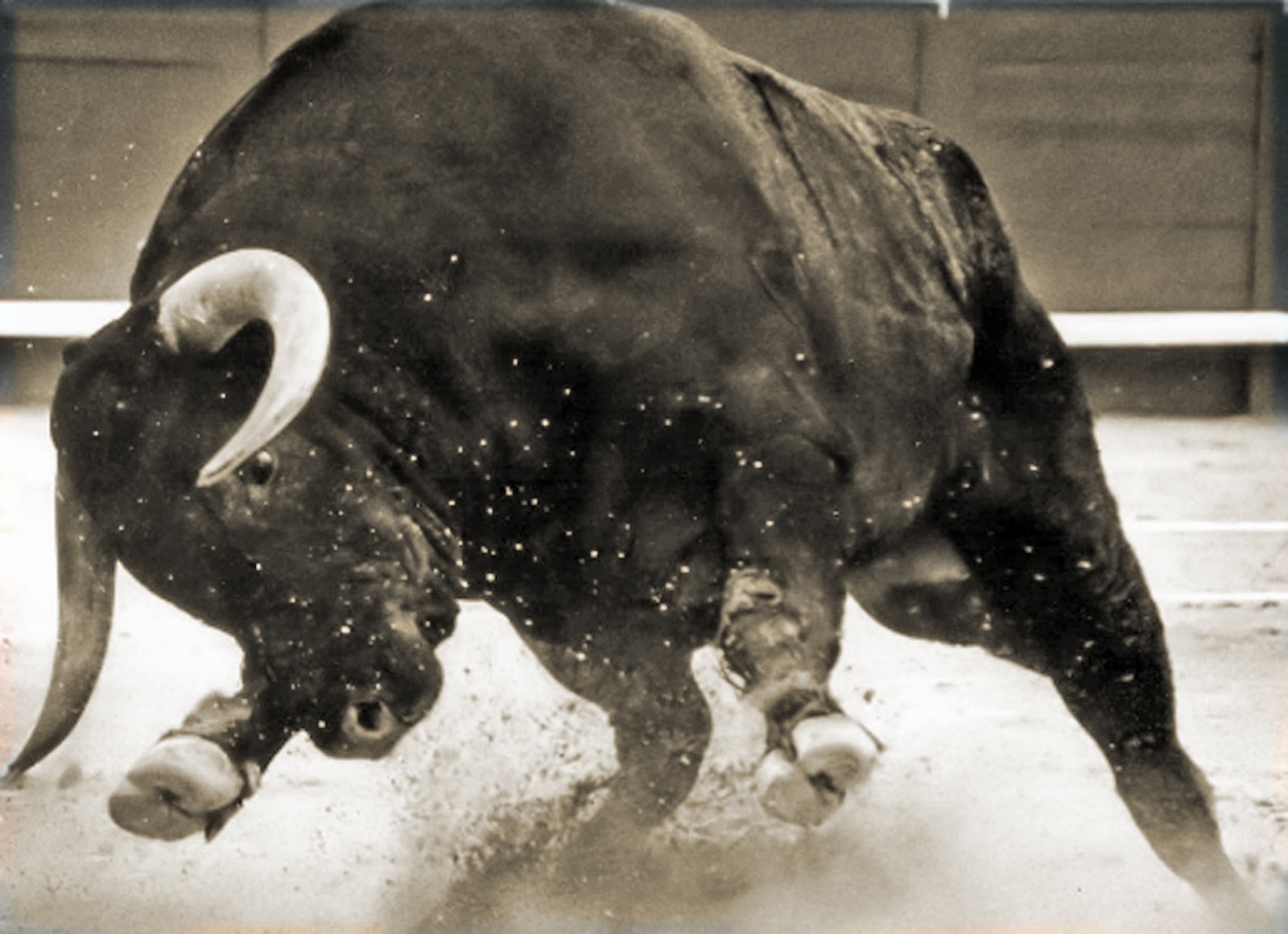 Historic Pelham: More on "The King of Pelham" -- The Most Ornery Bull ...