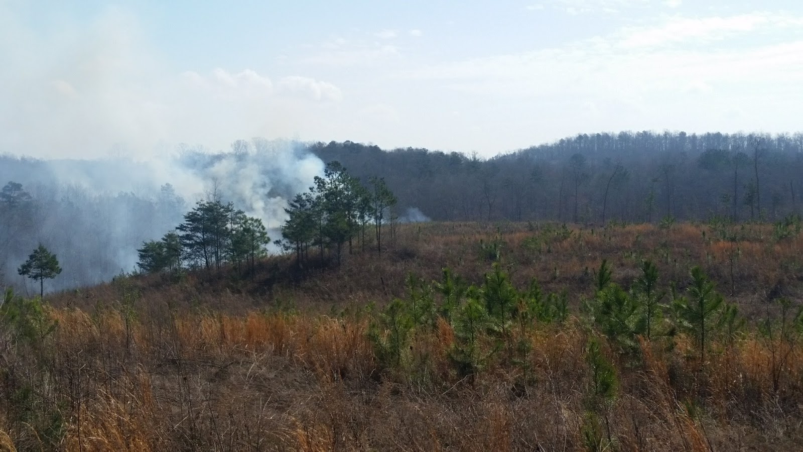 Dewberry Lands: Prescribed Fire on Longleaf Pines