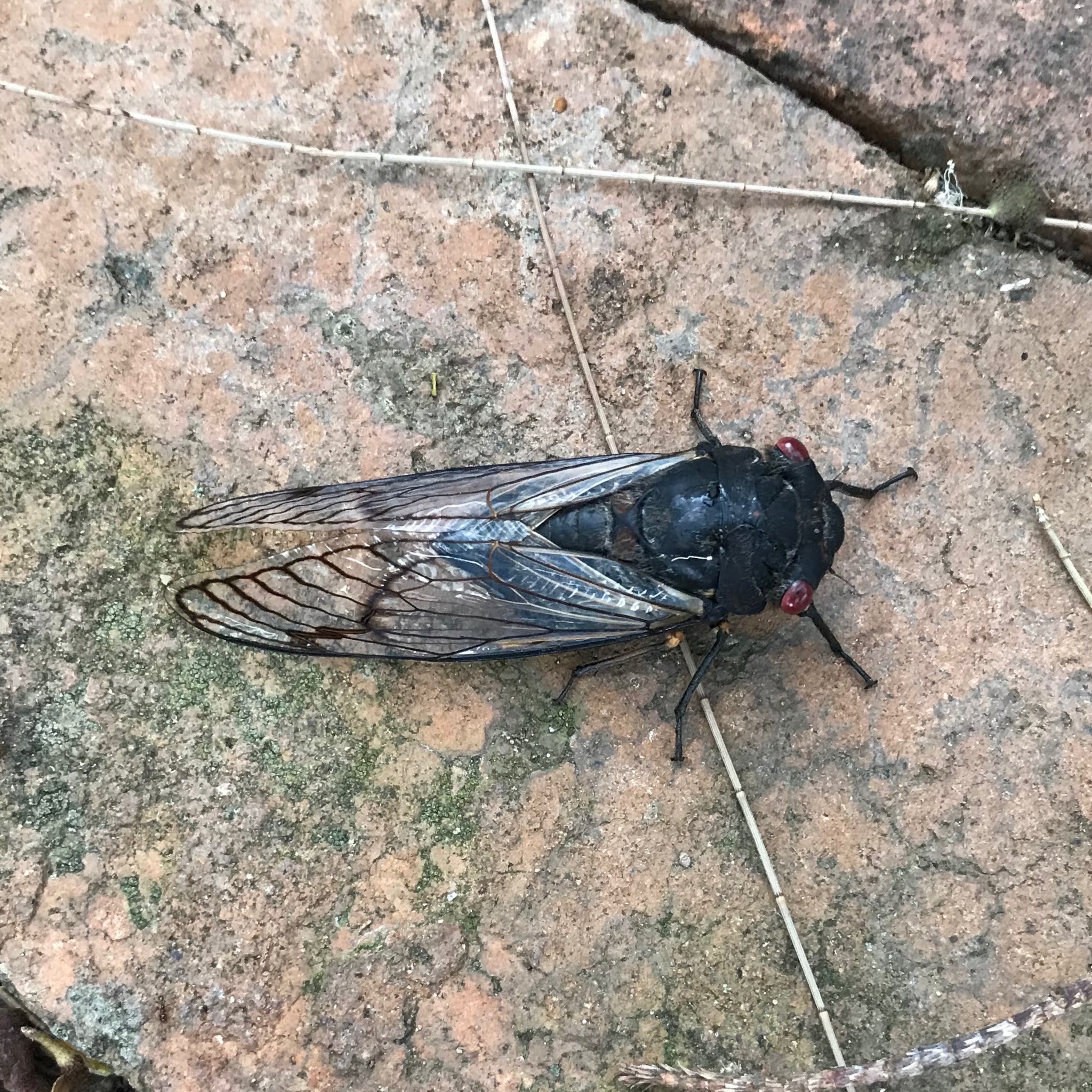 Penniedarling: Found a handsome Black Prince Cicada on my drive this ...