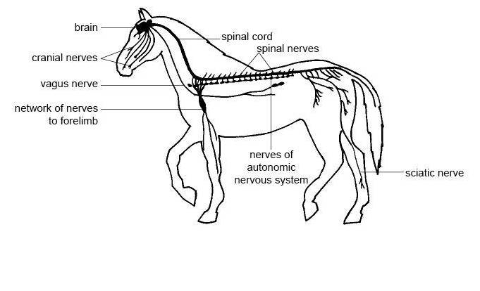 Animal Care PLC: Nervous and Endocrine System