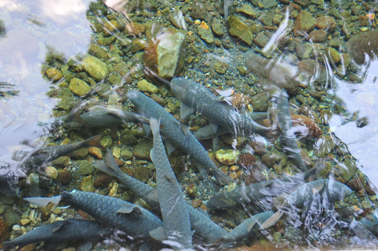 KERAJAAN KERAJAAN DI INDONESIA: CIBULAN DAN SUMUR TUJUH