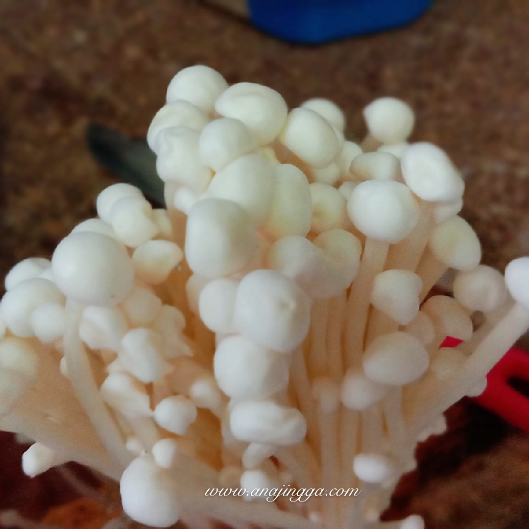 Jenis-jenis cendawan yang boleh di makan