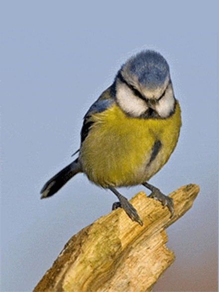 Pasari,leu,lion liliac bat gif miscatoare