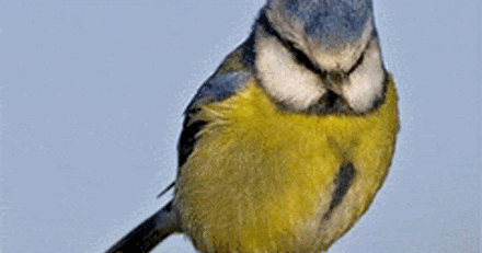 Pasari,leu,lion liliac bat gif miscatoare