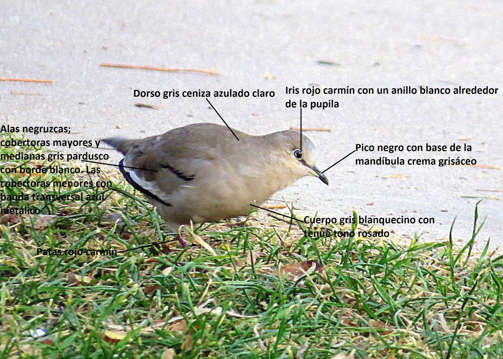 Aves del Golfo San Jorge: Torcacita común (Columbina picui)