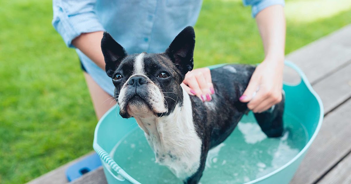 Bañar al perro en casa: así es como funciona