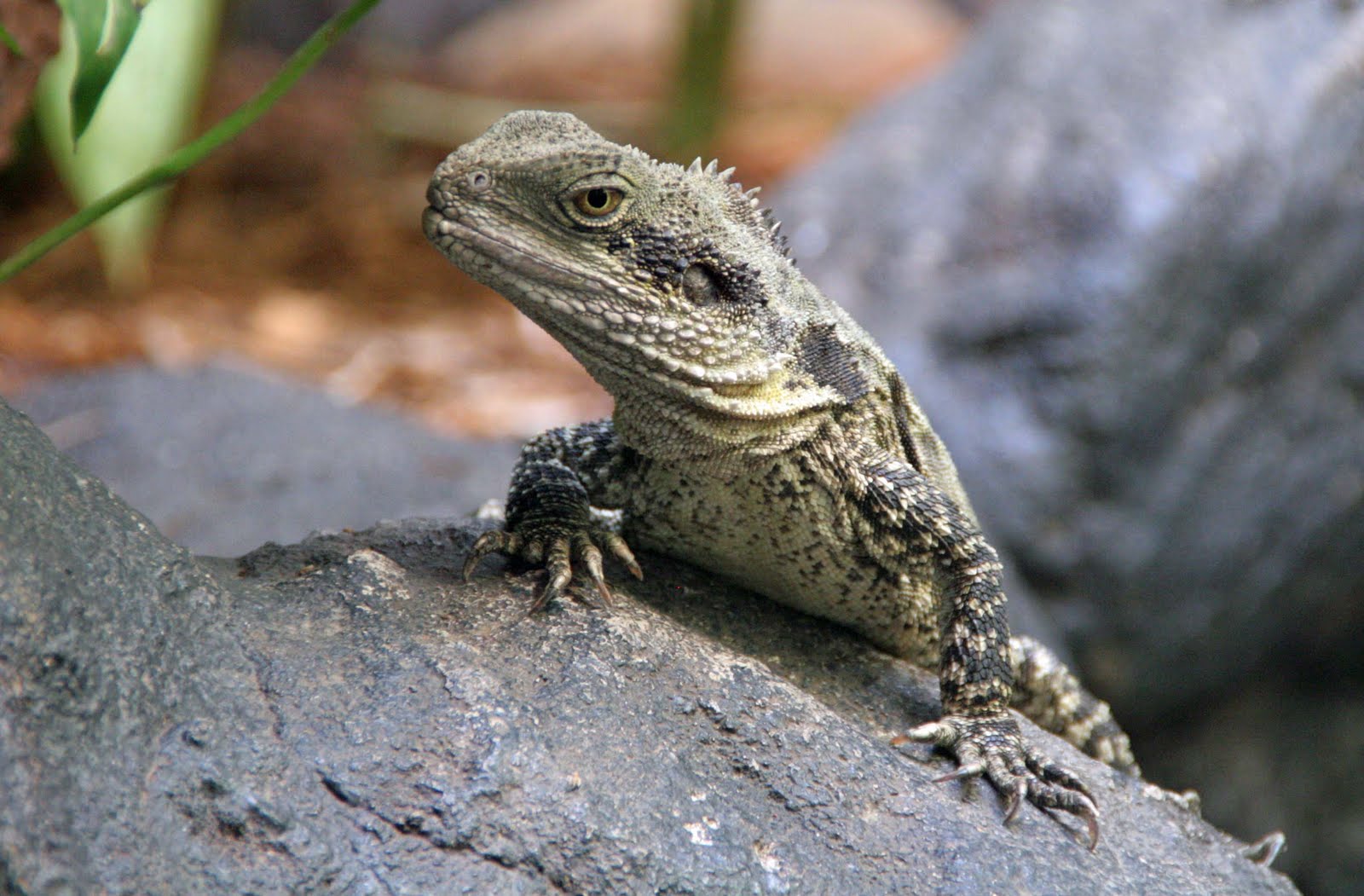 Life In Pieces: Foto Finish - Things on Four Legs