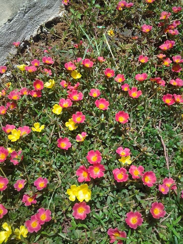 Welcome To My Blog: BUNGA JAM SEMBILAN/ 9