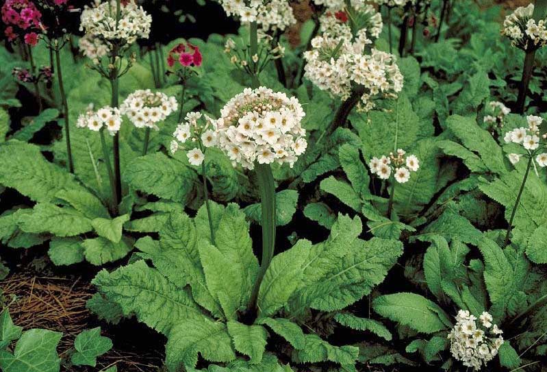 Beechwood Landscape Architecture and Construction: Japanese Primrose ...